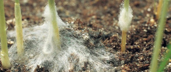 Снежная плесень (Fusarium nivale, Fusarium Link) - Пестициды.by ...