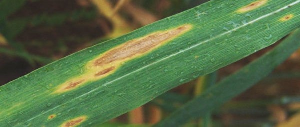 Пиренофороз (желтая пятнистость) Pyrenophora tritici-repentis ...