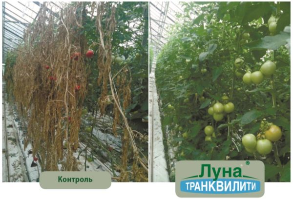 ЛУНА ТРАНКВИЛИТИ, КС - Пестициды.by - средства защиты растений